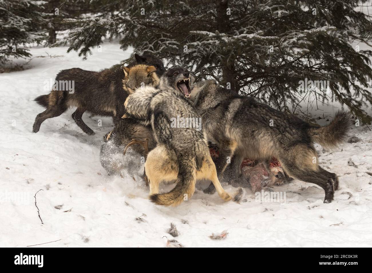 Grey Wolf (Canis lupus) Pack Gangs Up on Black Phase Wolf Winter ...