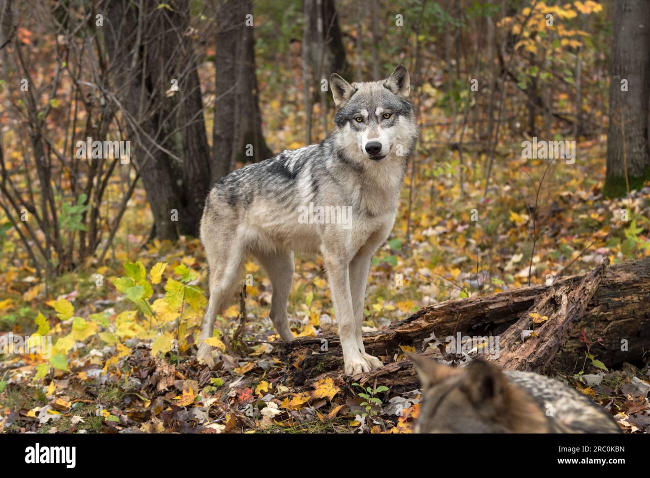 Captive male grey wolf hi-res stock photography and images - Alamy
