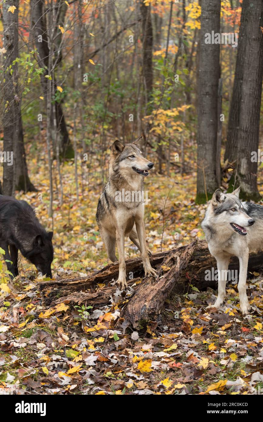 Three Grey Wolves (Canis lupus) Stand Together in Forest Autumn ...