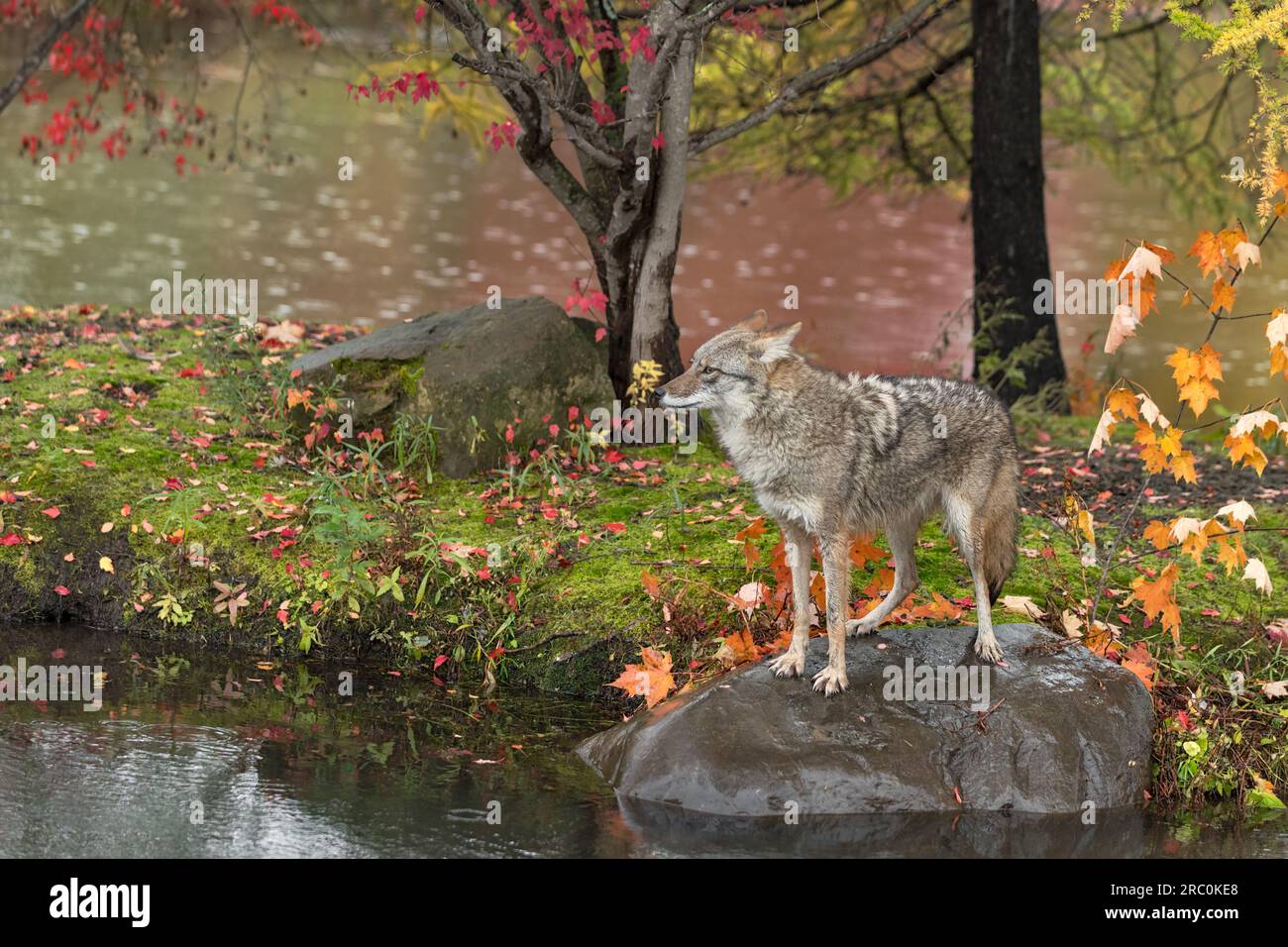 Coyote (Canis latrans) Stands on Rock Side Eye Ears Back Autumn ...