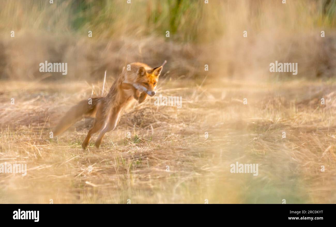 Fox prey jump hi-res stock photography and images - Alamy