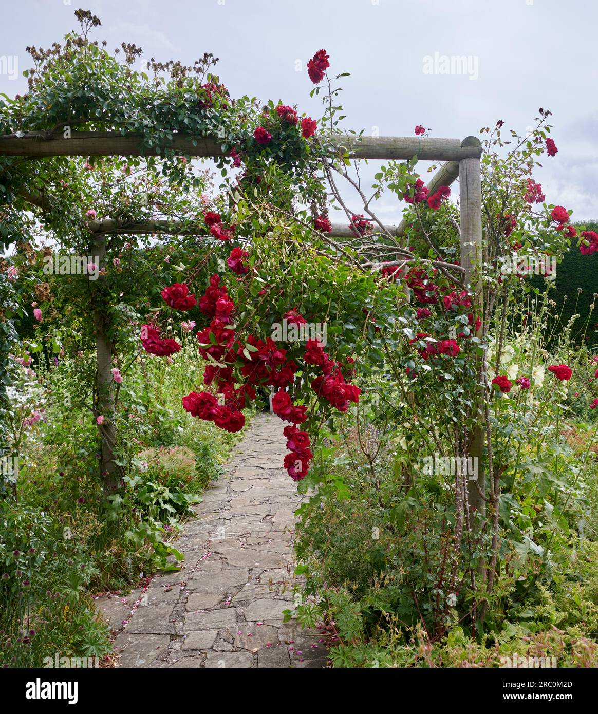 A beautiful rose arbour large flowers growing in an English garden ...