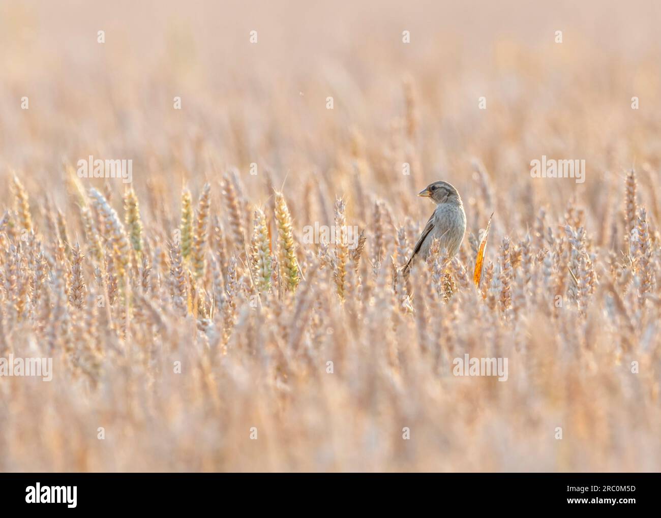 Female sparrow standing in a wheat field Stock Photo - Alamy