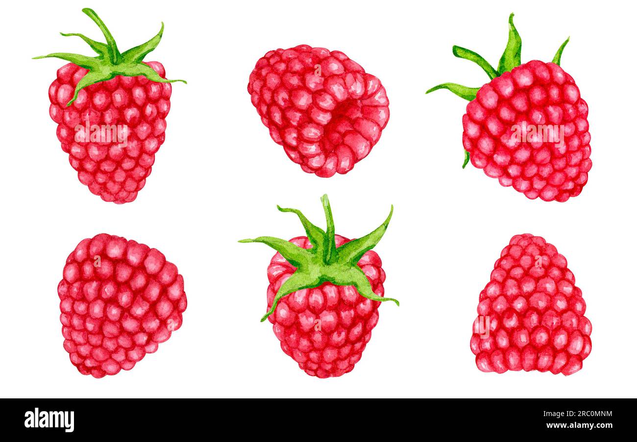 Set of watercolor raspberries isolated on white background. Design ...