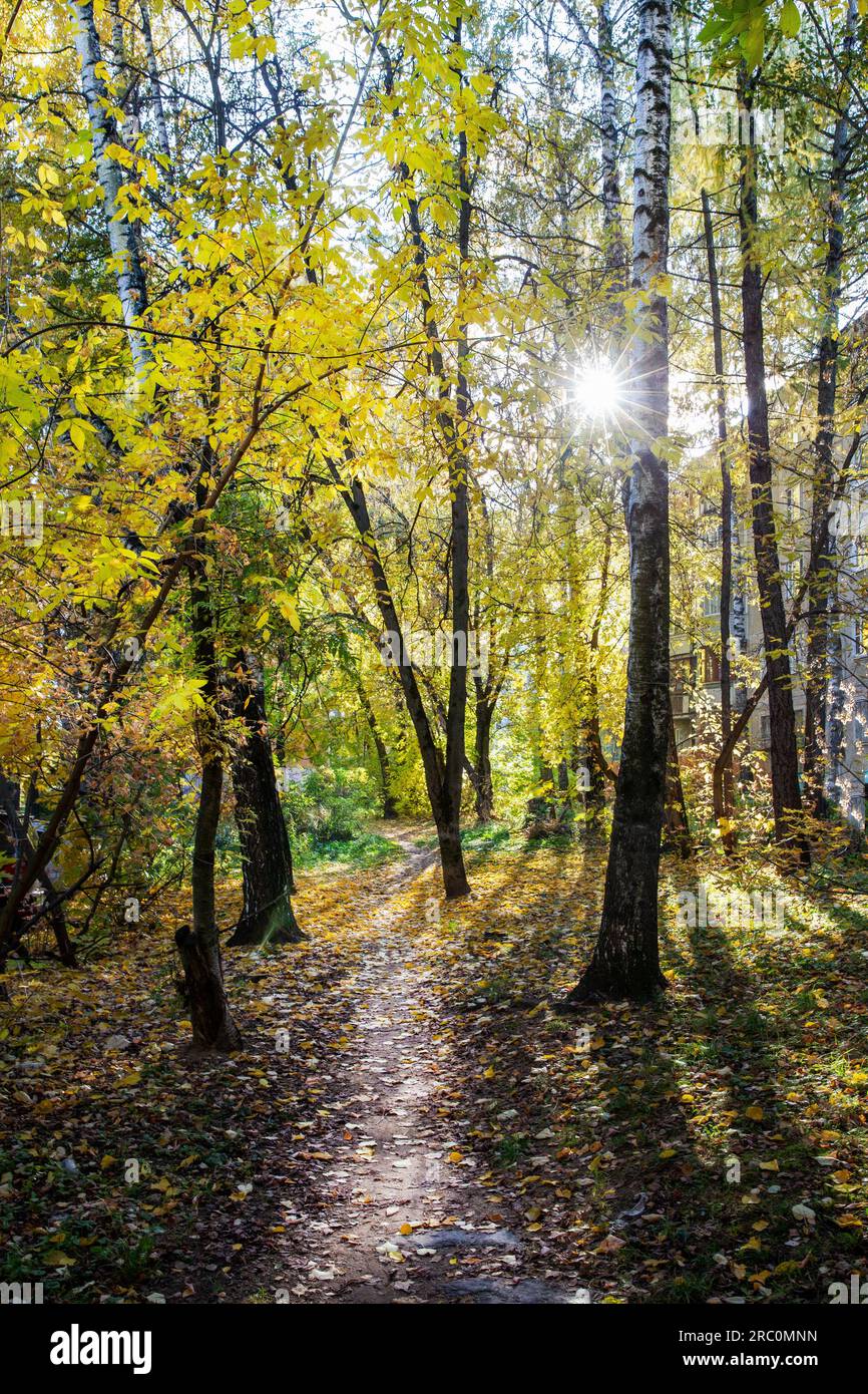 Amazing orange nature - autumn leaf color concept and sunlight (back ...