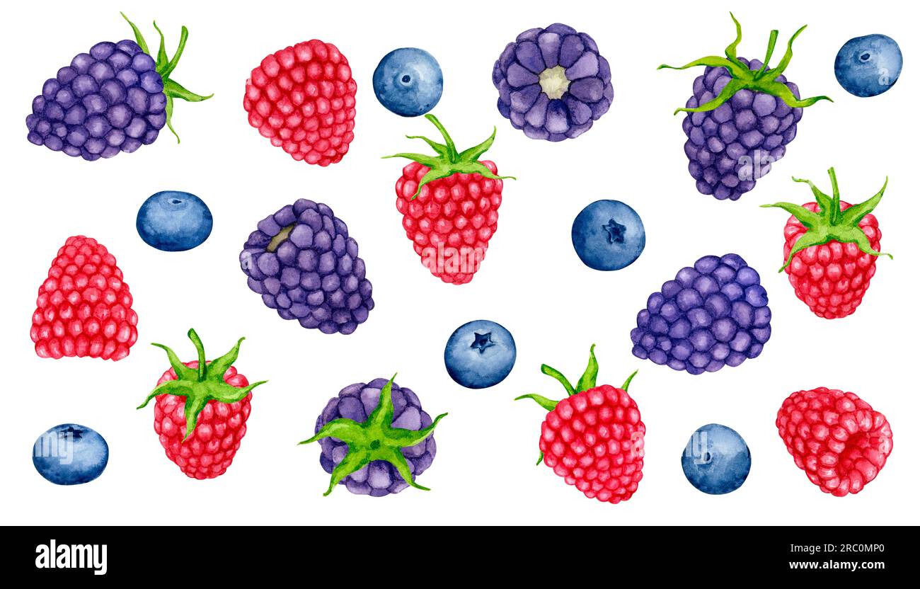Wild Blueberries Clip Art