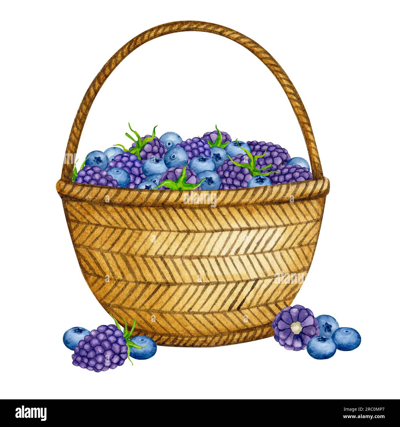 Basket with wild berries. Blackberry and blueberry. Watercolor ...