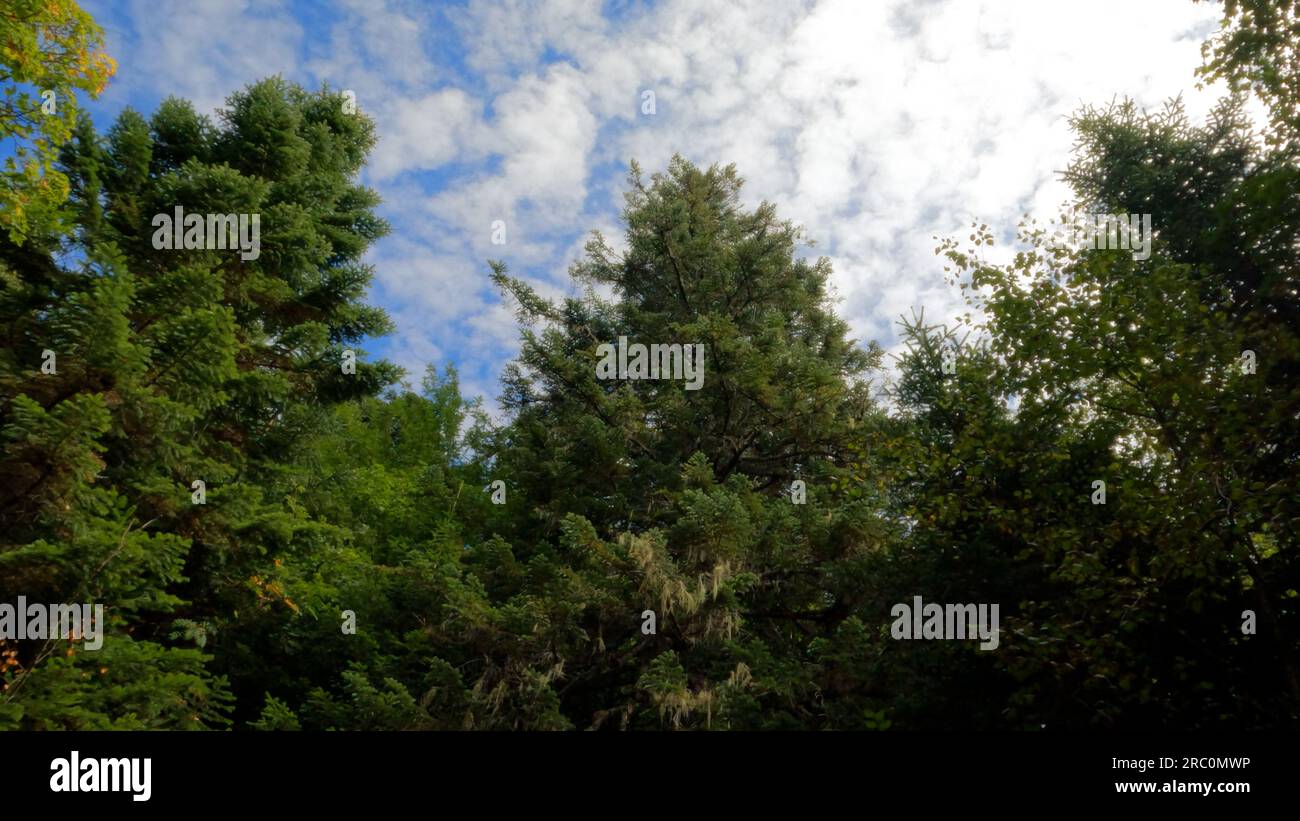wild woods green foliage - plants, greenery and bushes - photo of ...