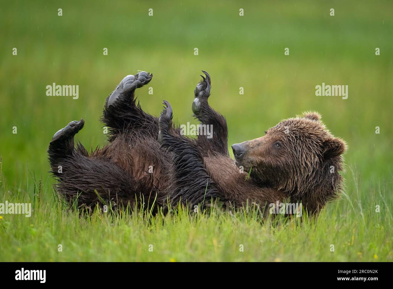 Brown bear rolling in grass Stock Photo - Alamy