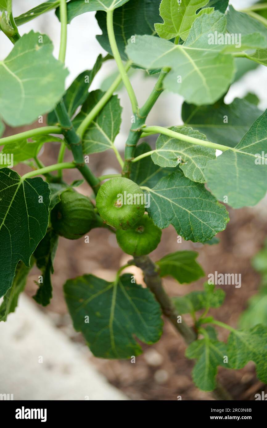 Edible Fig (Ficus carica) growing in a greenhouse during the summer ...