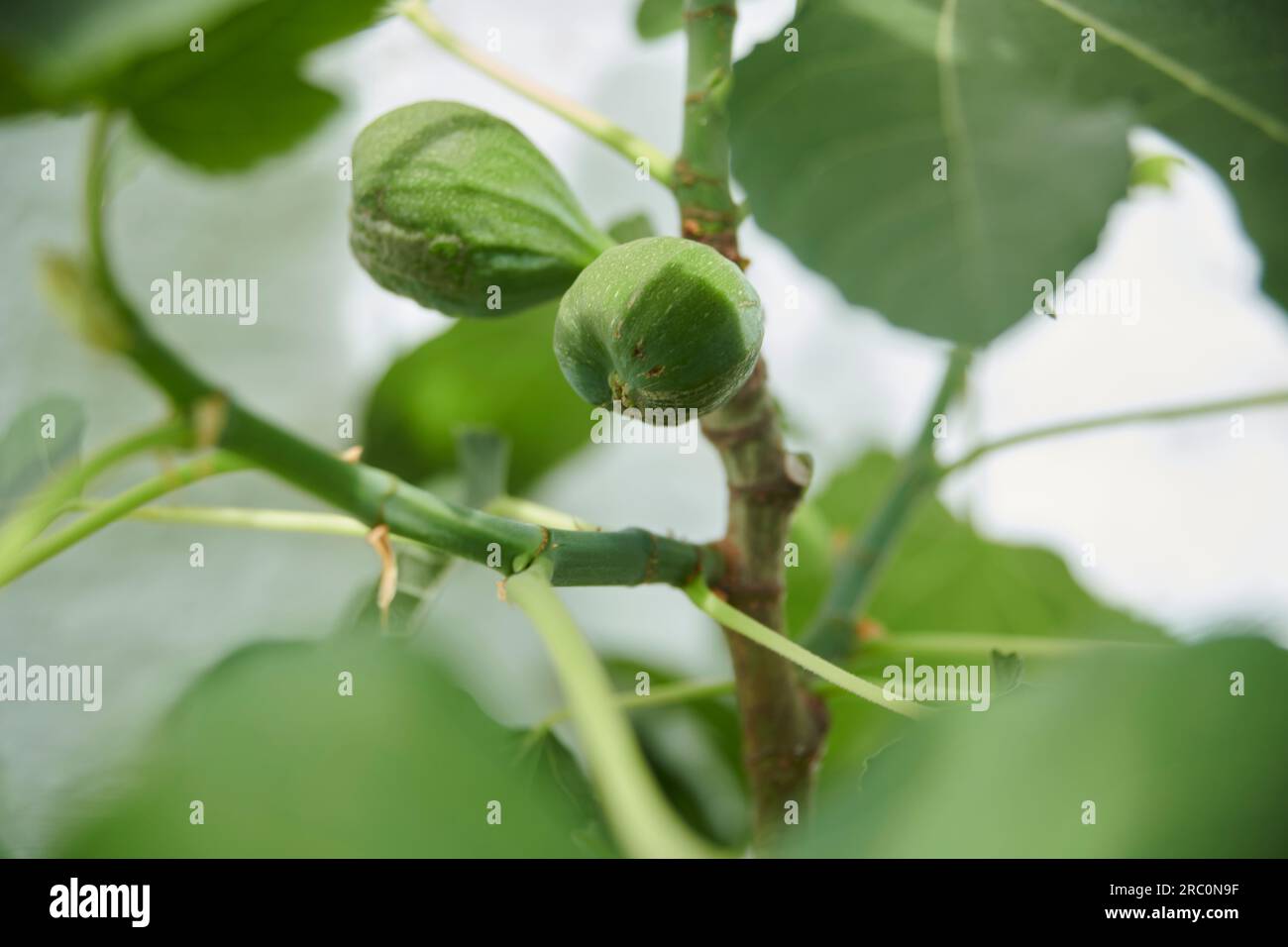 Edible Fig (Ficus carica) growing in a greenhouse during the summer ...