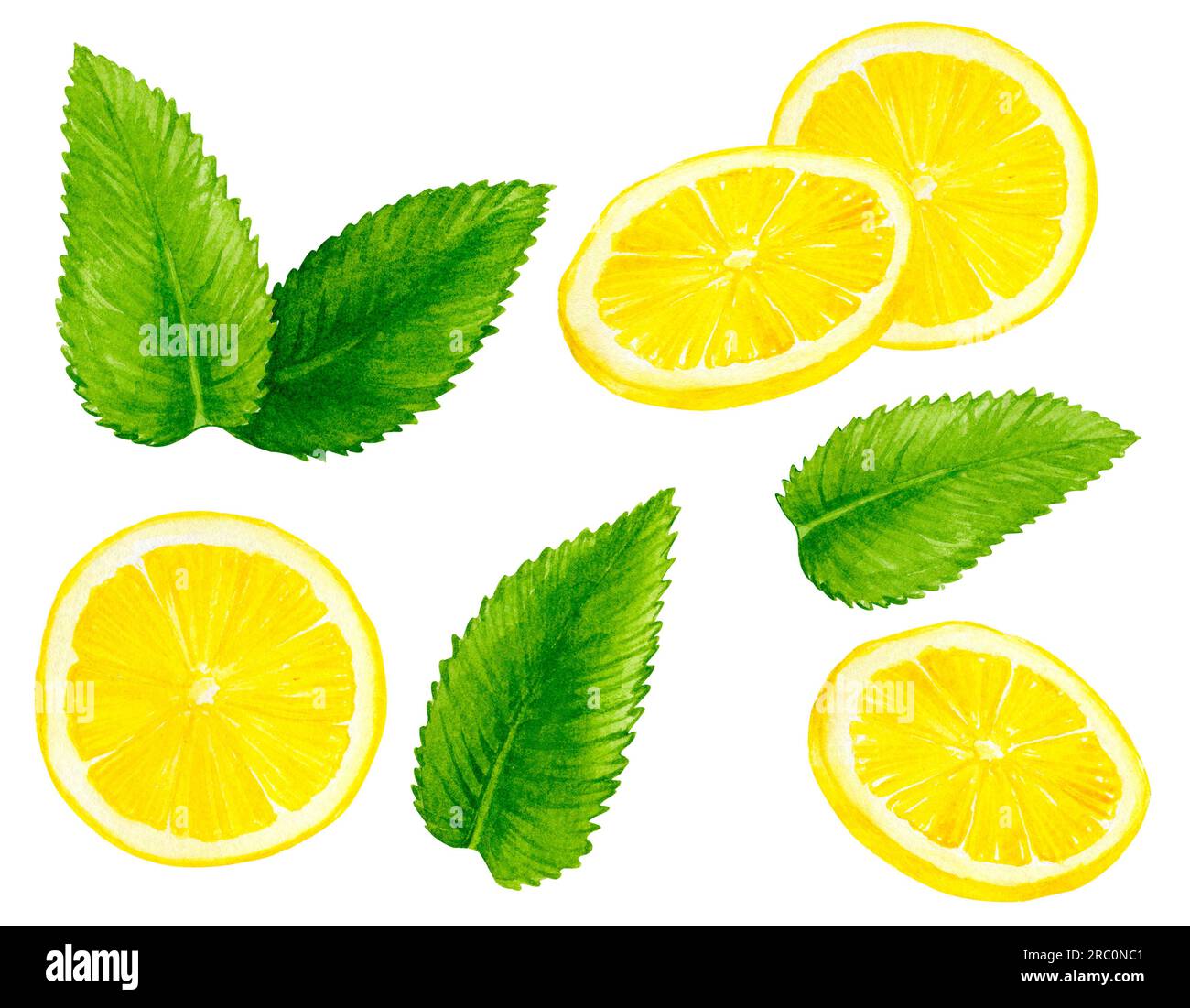 Lemon slices and fresh mint leaves. Realistic hand drawn watercolor ...