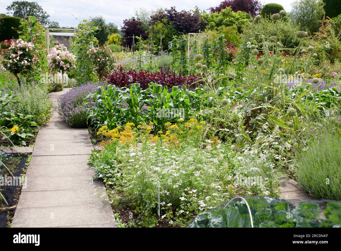 Lush garden pathway surrounded by an array of colourful flowers, plants ...