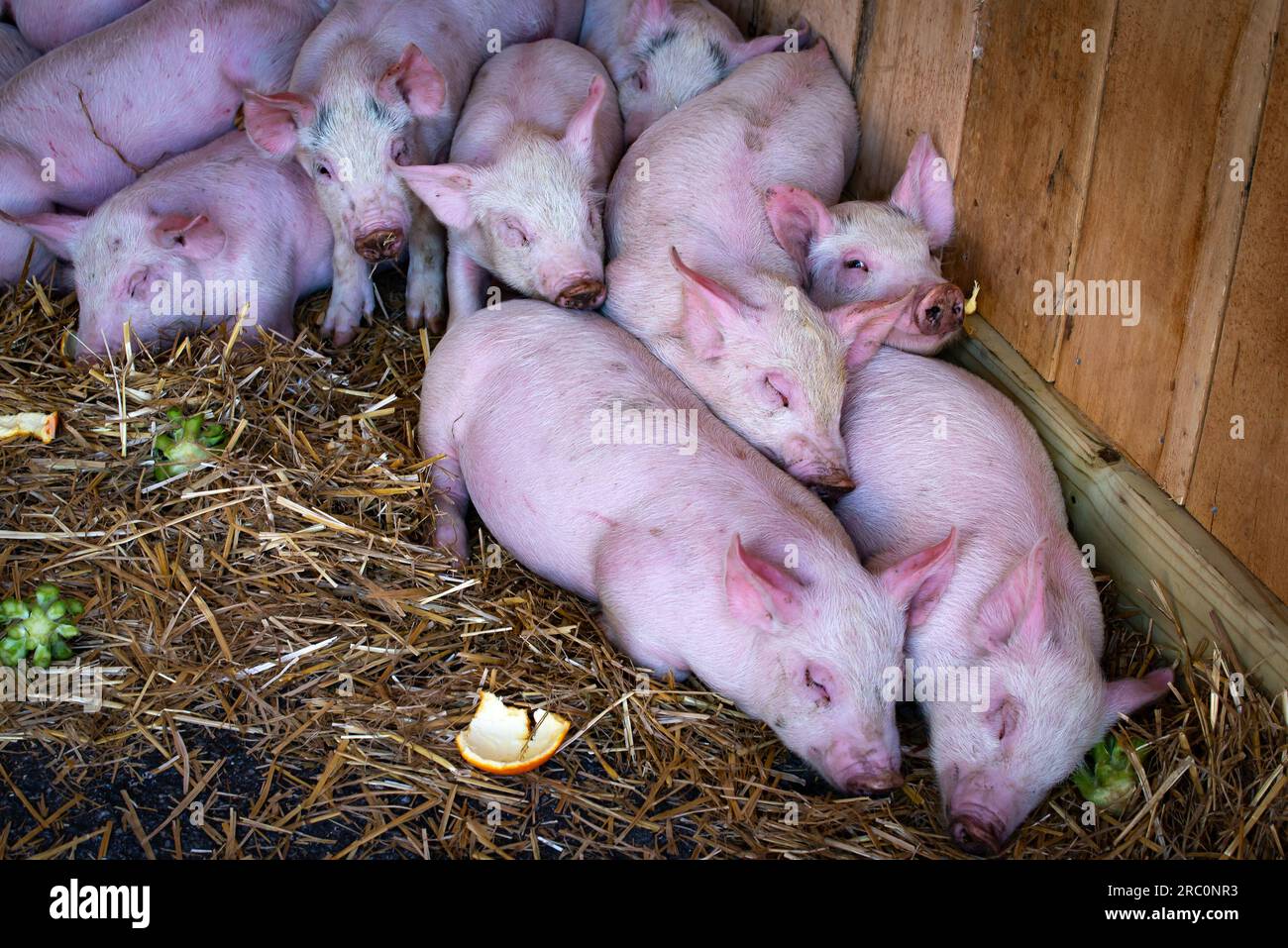 BBQ grill, roasting of whole pig. country fair Stock Photo - Alamy
