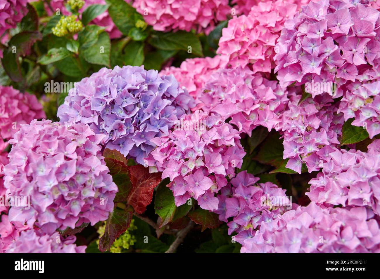 Garden hydrangea, Lace cap hydrangea (Hydrangea macrophylla 'Bouquet ...