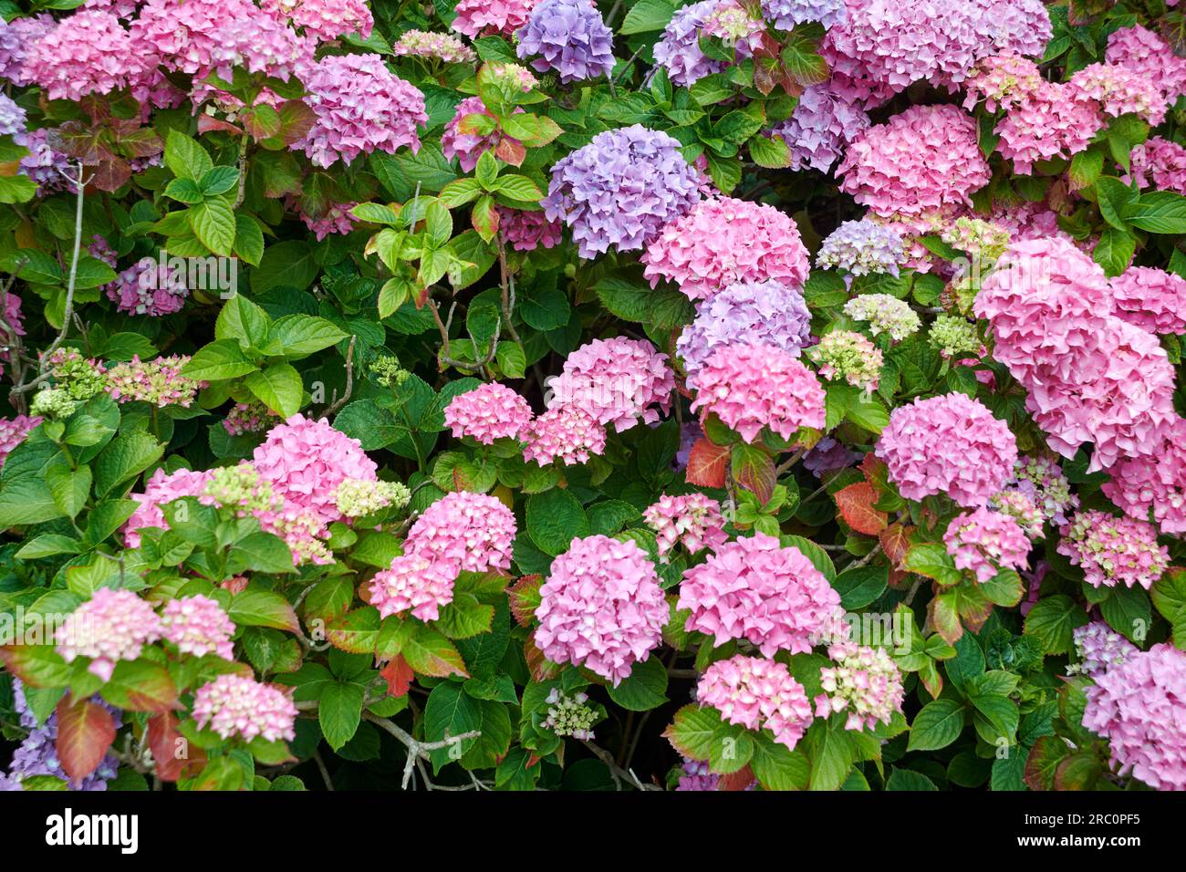 Garden hydrangea, Lace cap hydrangea (Hydrangea macrophylla 'Bouquet ...