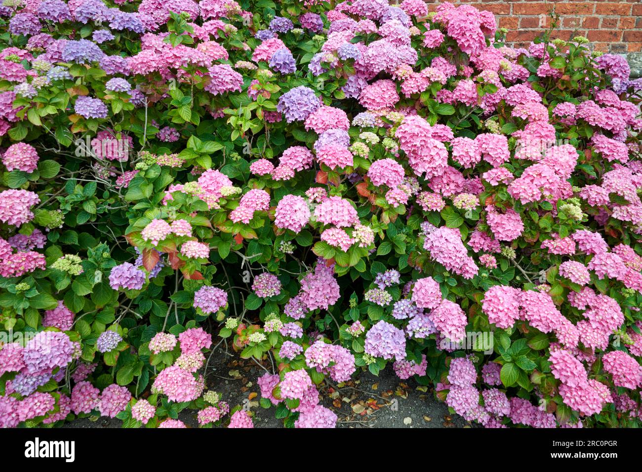 Garden hydrangea, Lace cap hydrangea (Hydrangea macrophylla 'Bouquet ...