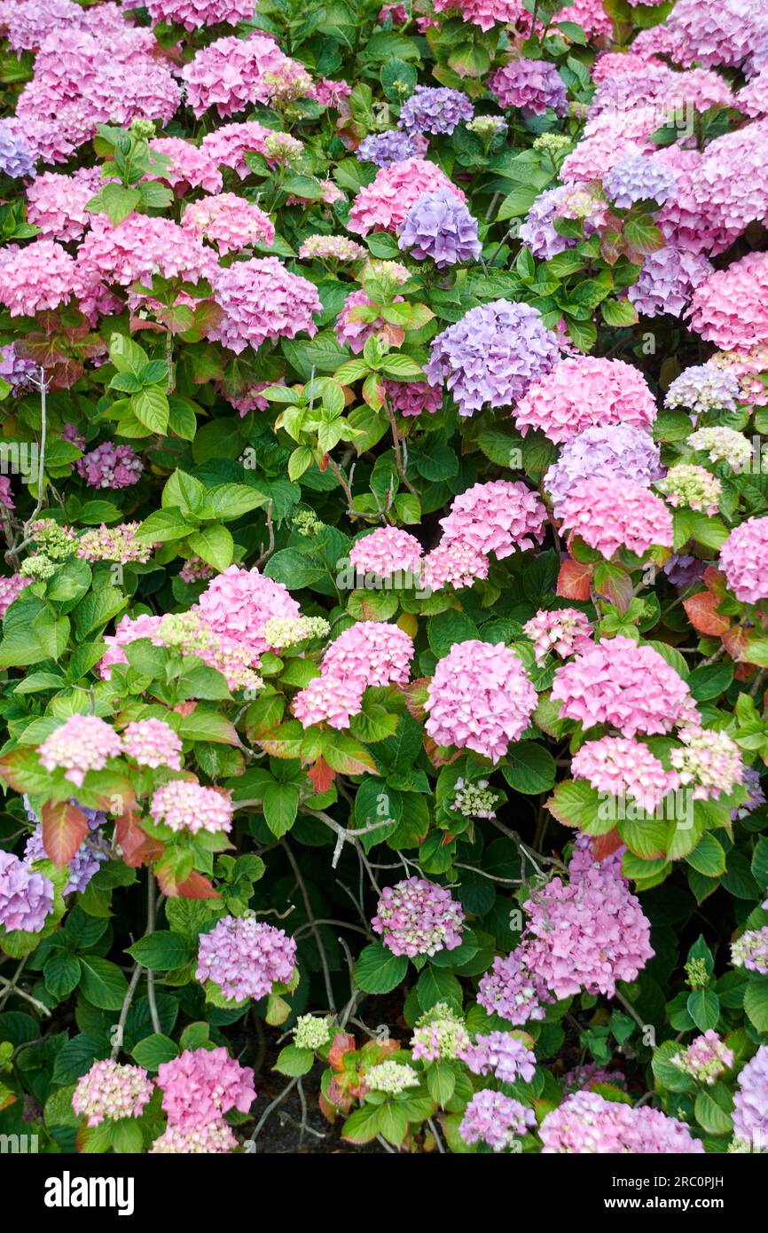 Garden hydrangea, Lace cap hydrangea (Hydrangea macrophylla 'Bouquet ...
