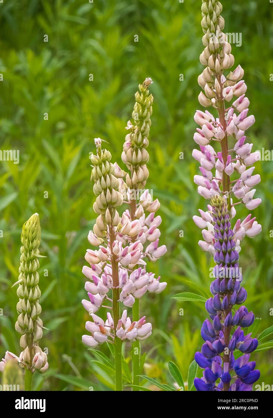 Bluebonnet lupine hi-res stock photography and images - Alamy