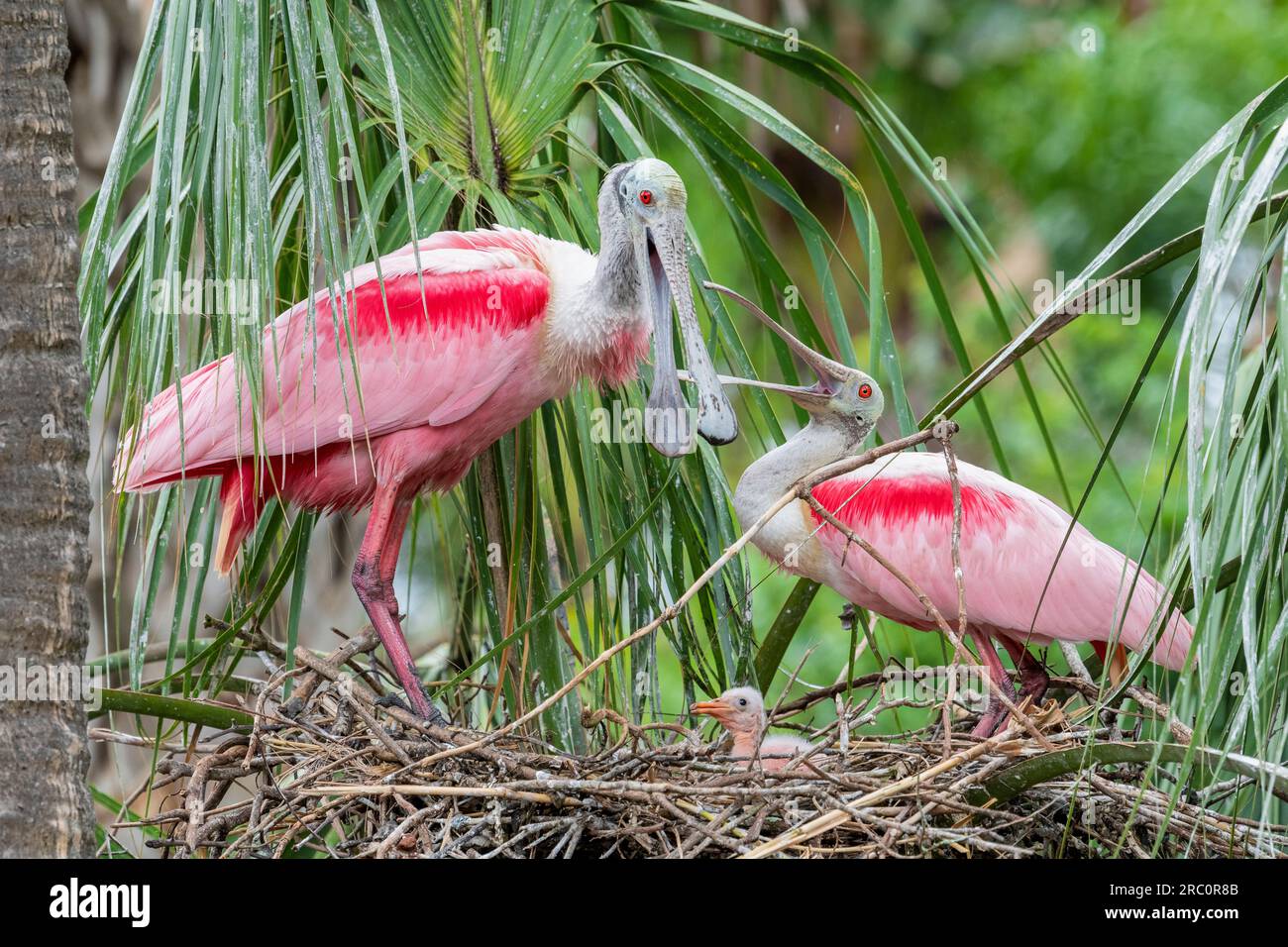 Roseate Spoonbill (Ajaia ajaja) at nest with chicks, late April ...