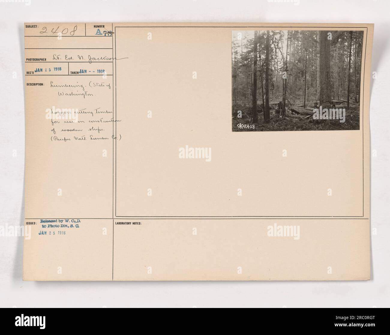 Loggers in the state of Washington cutting timber for the construction ...