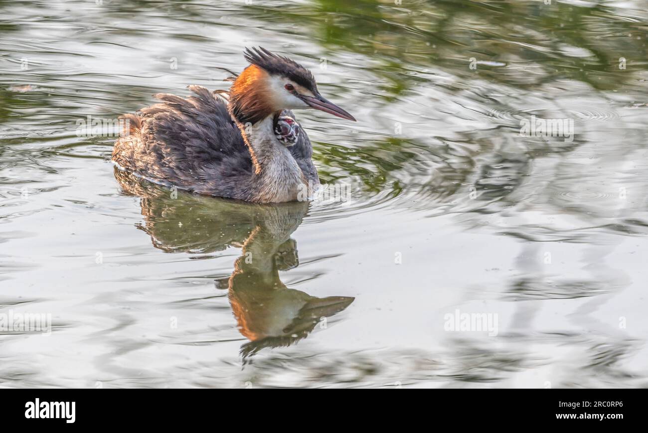 Great crested grebe, podiceps cristatus, duck and babies Stock Photo ...