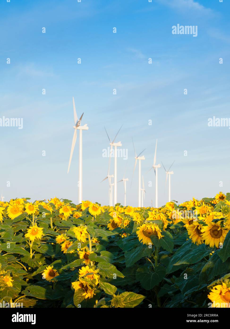 Field blooming sunflowers in wind hi-res stock photography and images ...