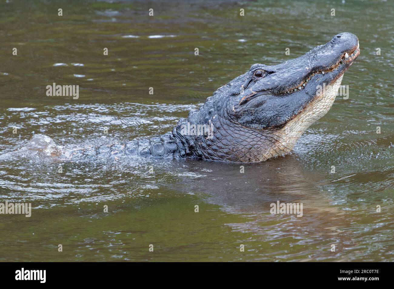 American alligator (Alligator mississippiensis) displaying courtship ...