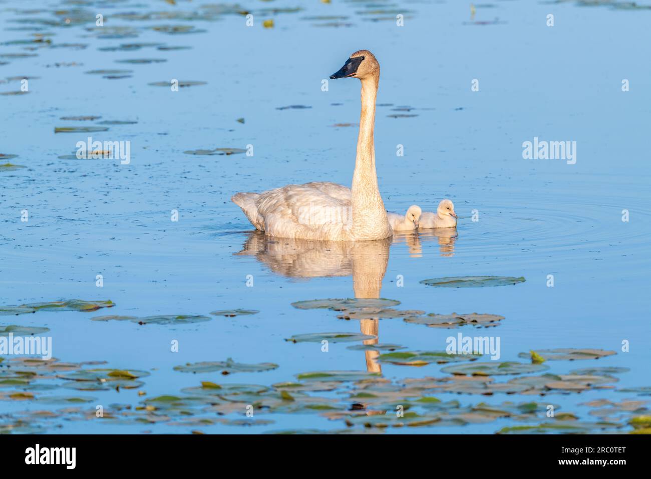 Trumpeter swan (Cygnus buccinator) with goslings, chicks on water ...