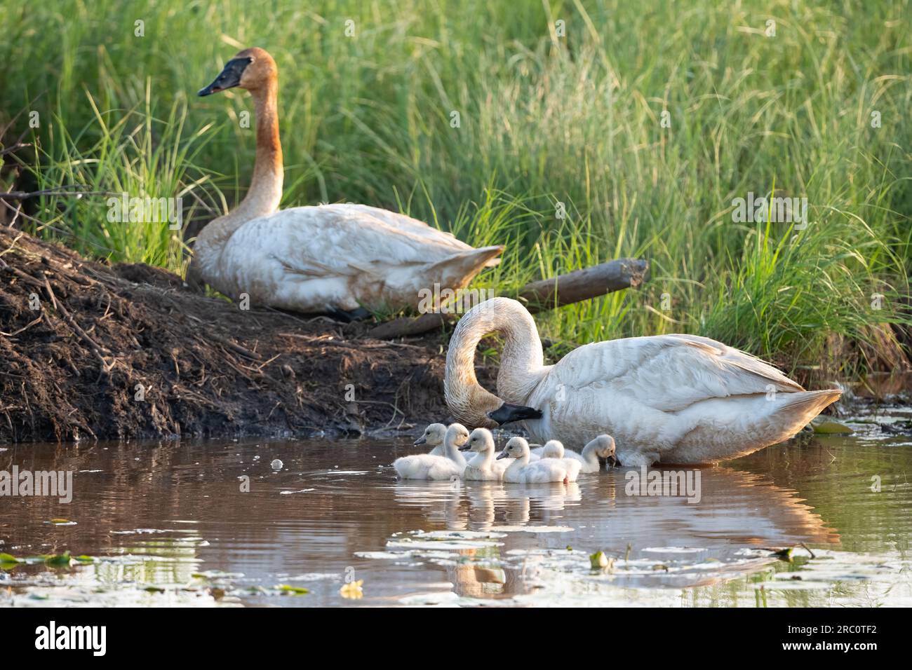Trumpeter swans (Cygnus buccinator) and cygnets, nest on and near an ...