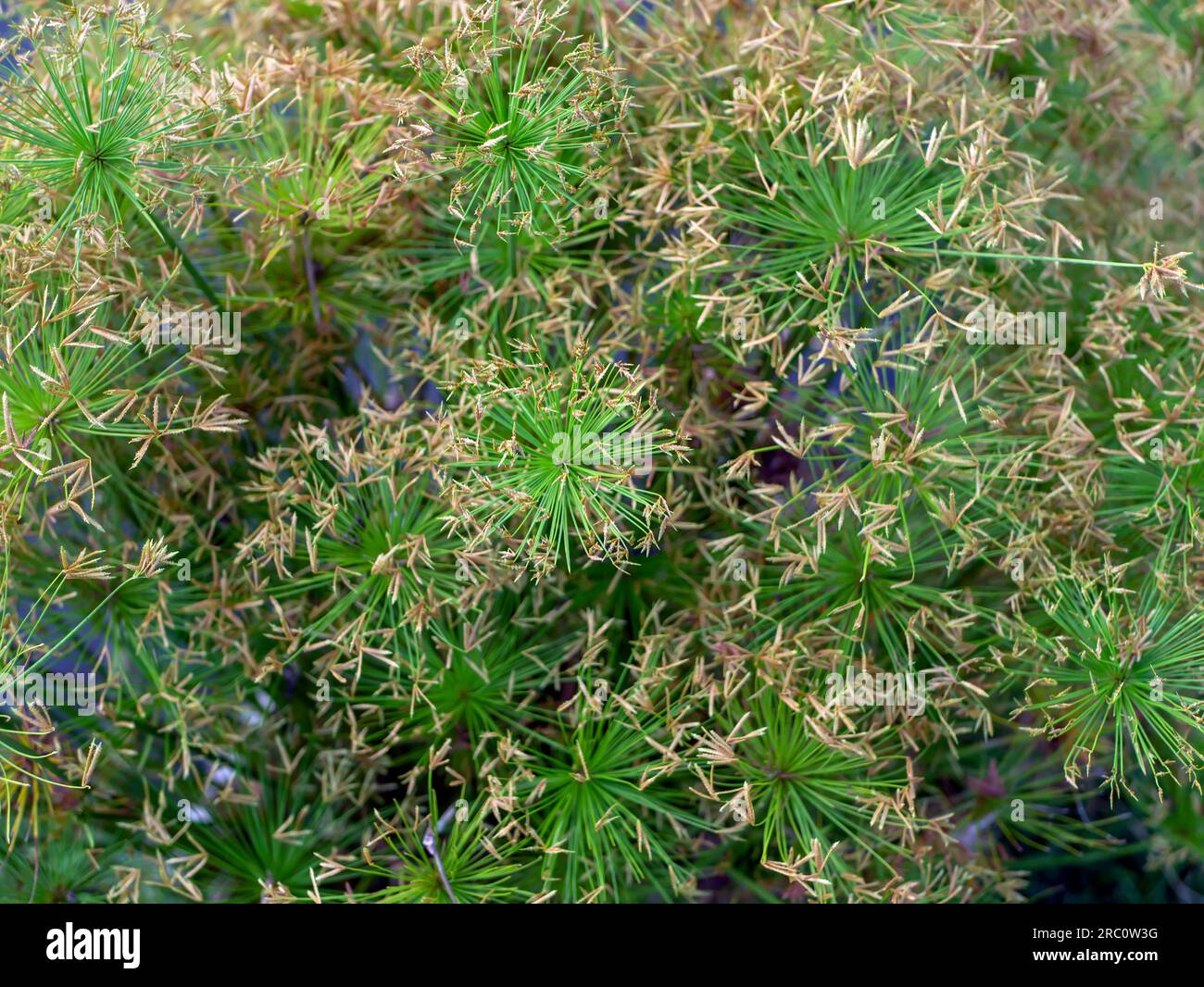 Close up of papyrus plant and flower, Cyperus prolifer for natural ...