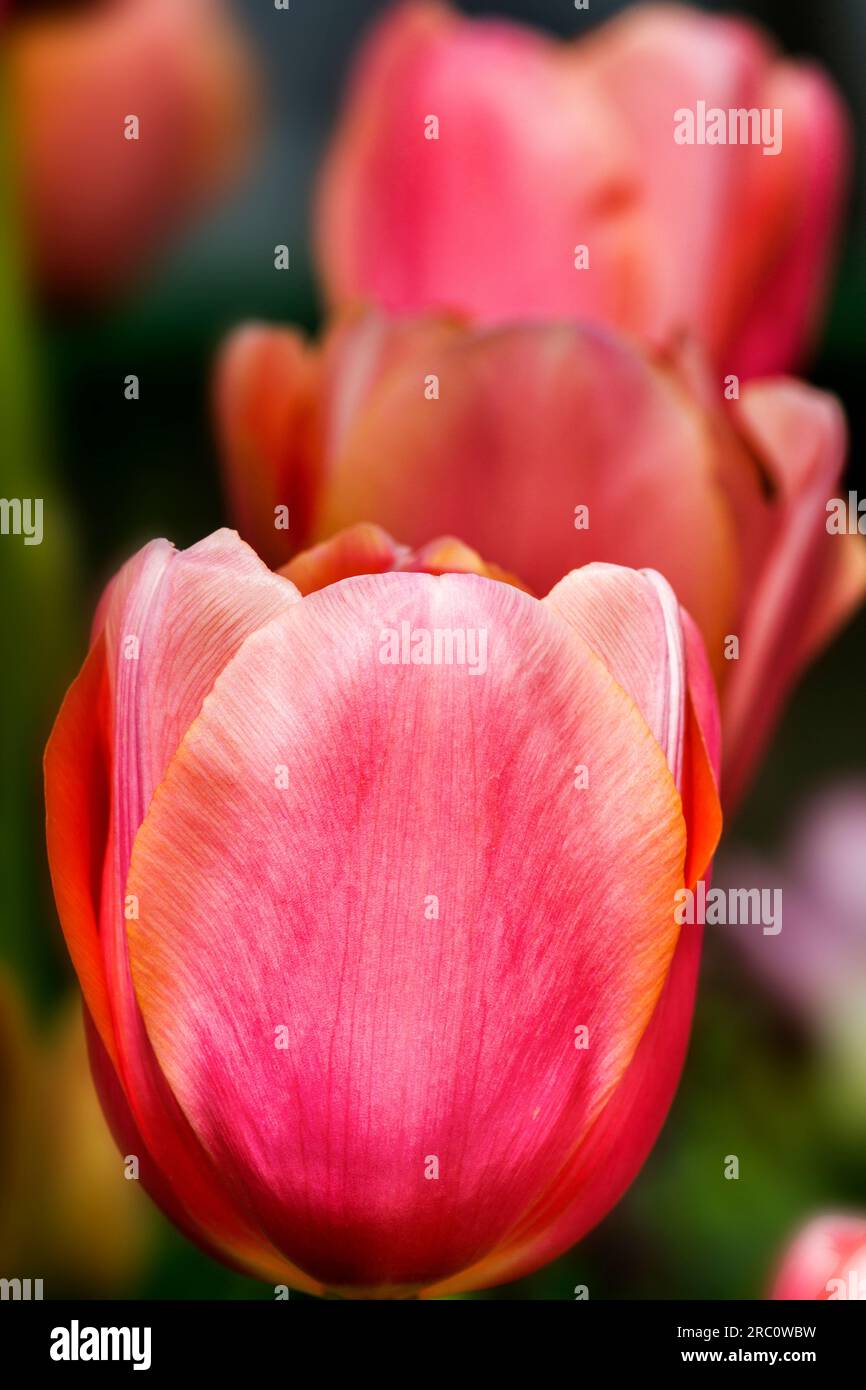 Vivid tulip macro photos from Tehran, with stunning details and colors ...