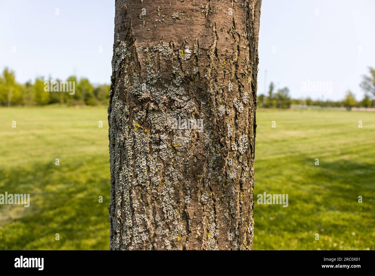 Large tree trunk with fungus in green grass field. Taken in Toronto ...