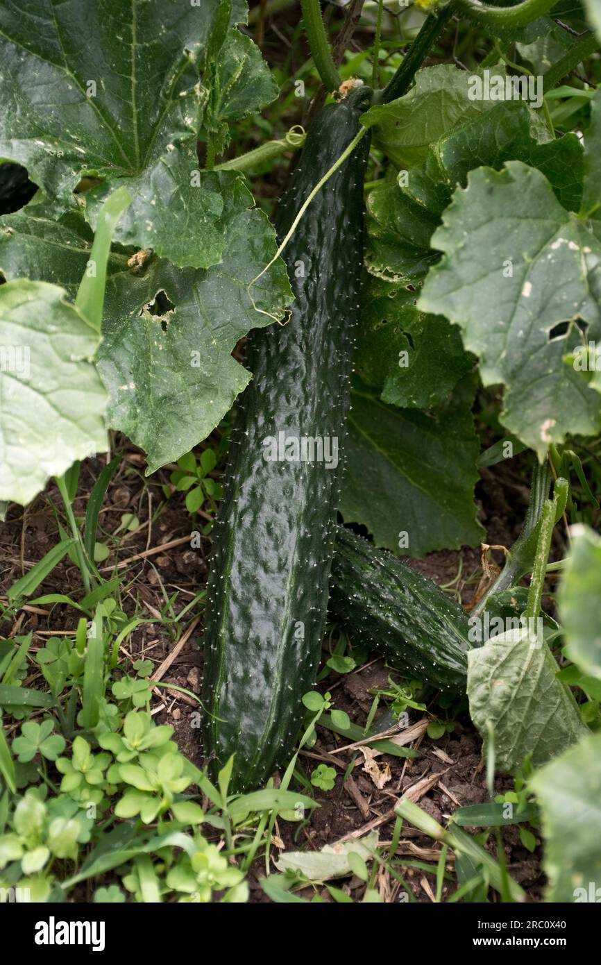 China jade cucumber hi-res stock photography and images - Alamy