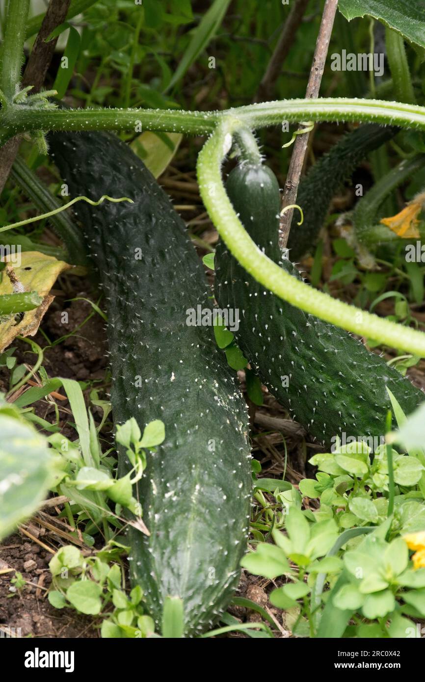 China jade cucumber hi-res stock photography and images - Alamy