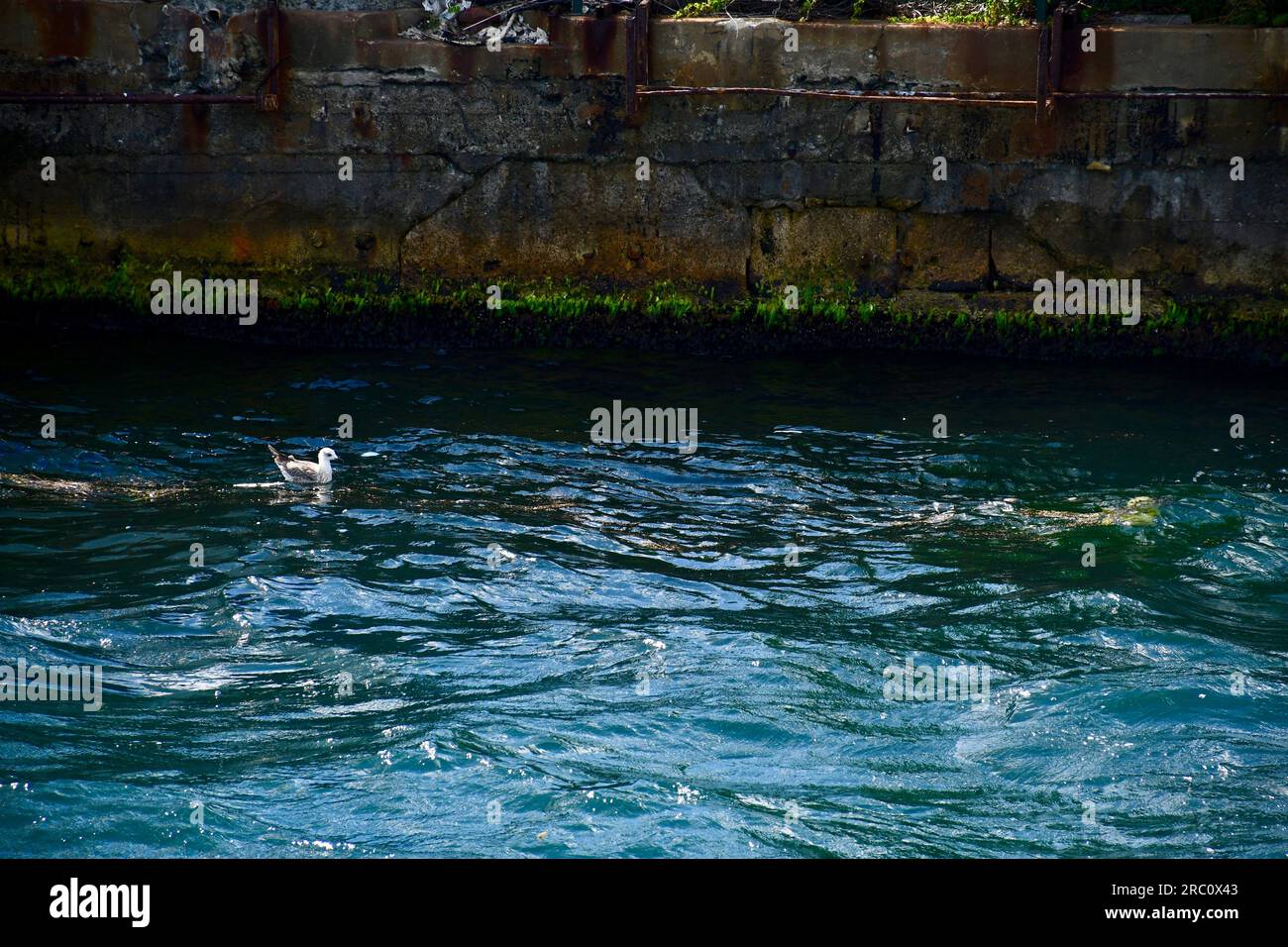 Promenade sur eau: a bird taking a break from the sky to take a stroll ...
