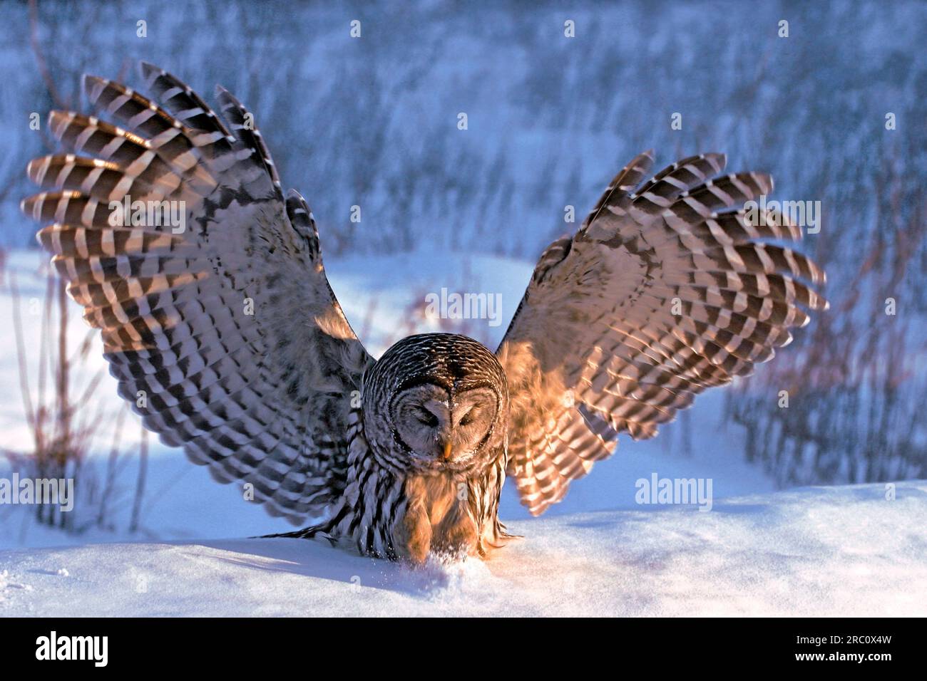 Hunting Barred Owl catching a mouse out from below the snow surface ...