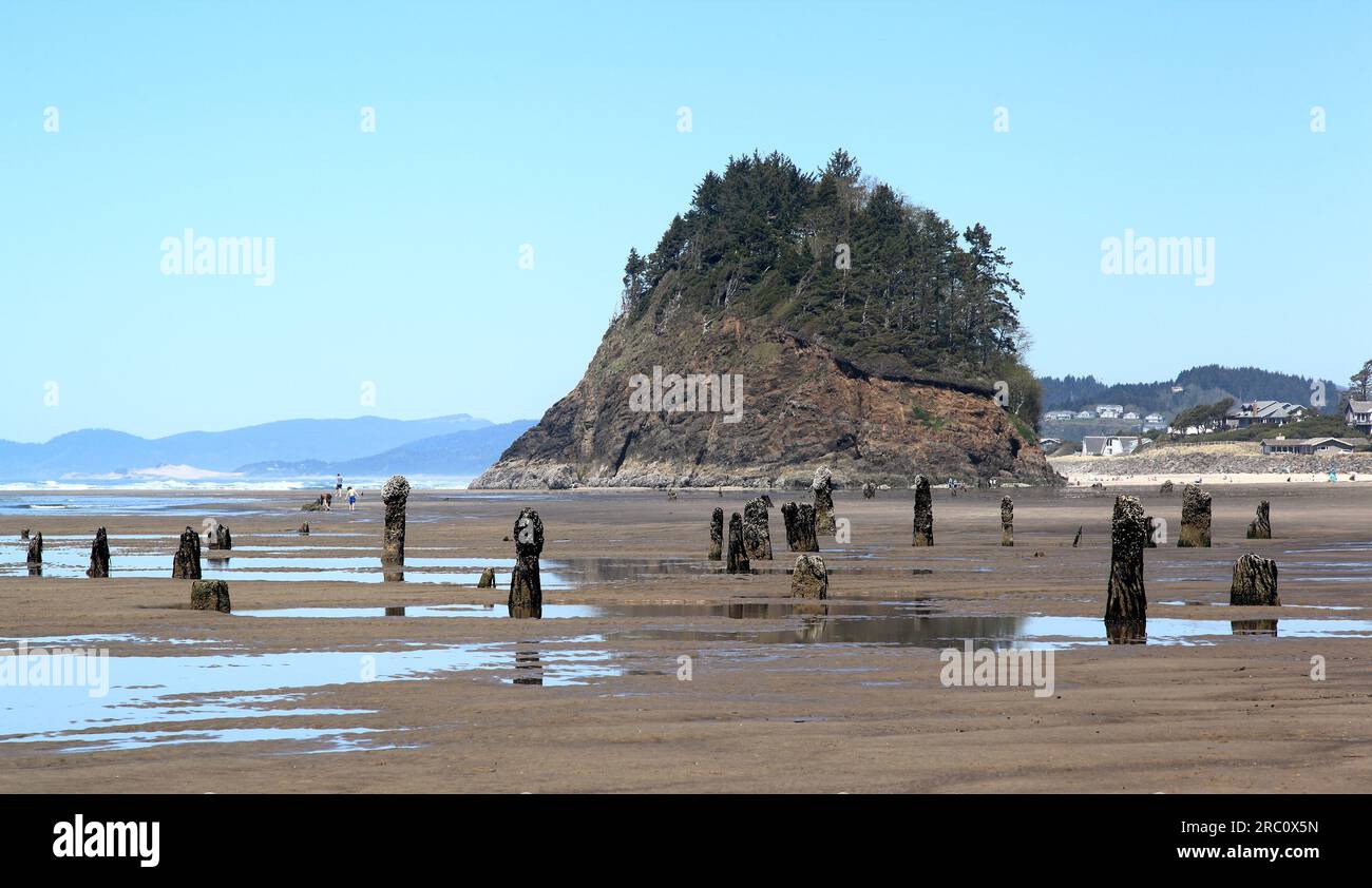 Along the Oregon Coast: Neskowin Ghost Forest on Neskowin Beach ...