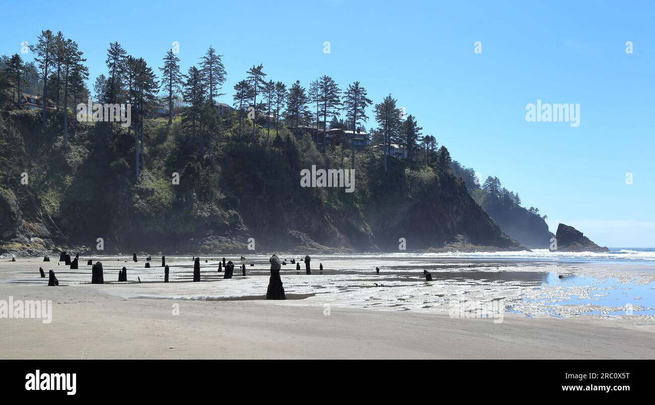Along the Oregon Coast: Neskowin Ghost Forest on Neskowin Beach ...