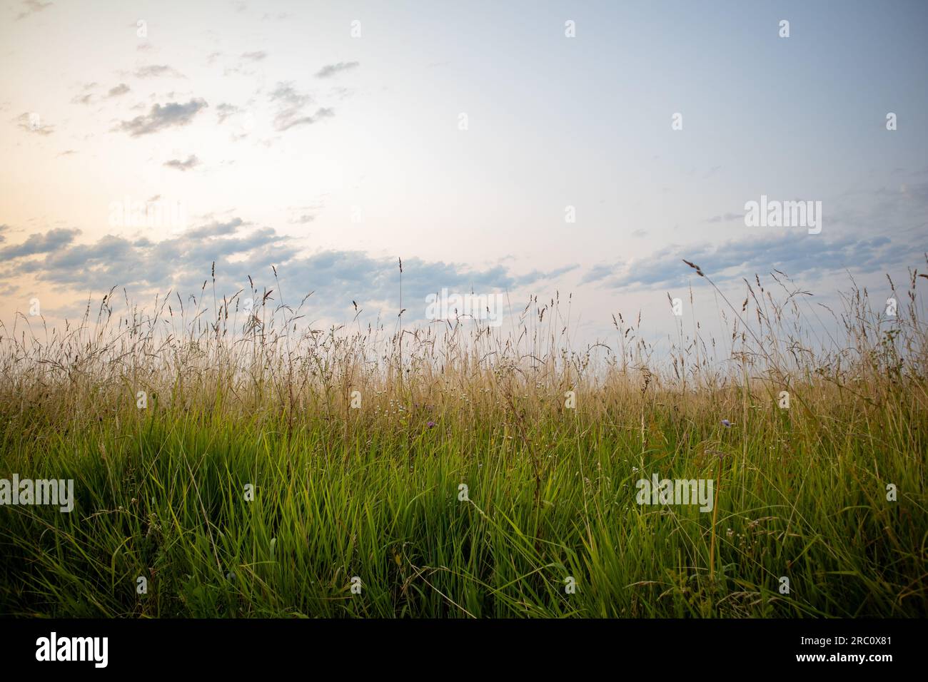 Grass field and blue sky with clouds in the morning Stock Photo - Alamy