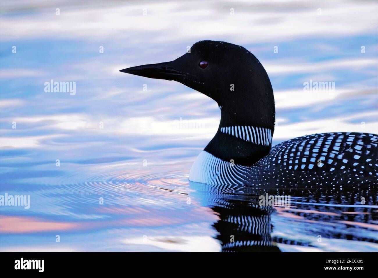 Common Loon floating on calm Lake water, evening sunlight Stock Photo ...