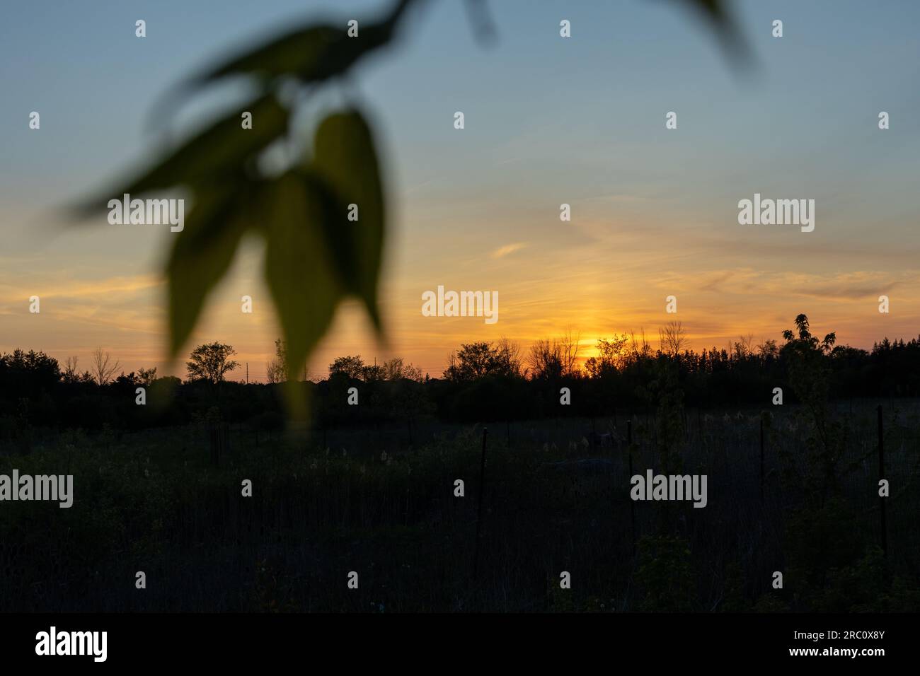 Sunset landscape - grass field - leaf in foreground. Taken in Toronto ...