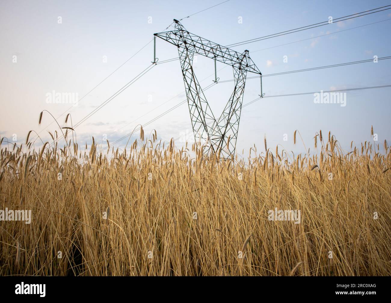 Wheat field and power pole hi-res stock photography and images - Alamy