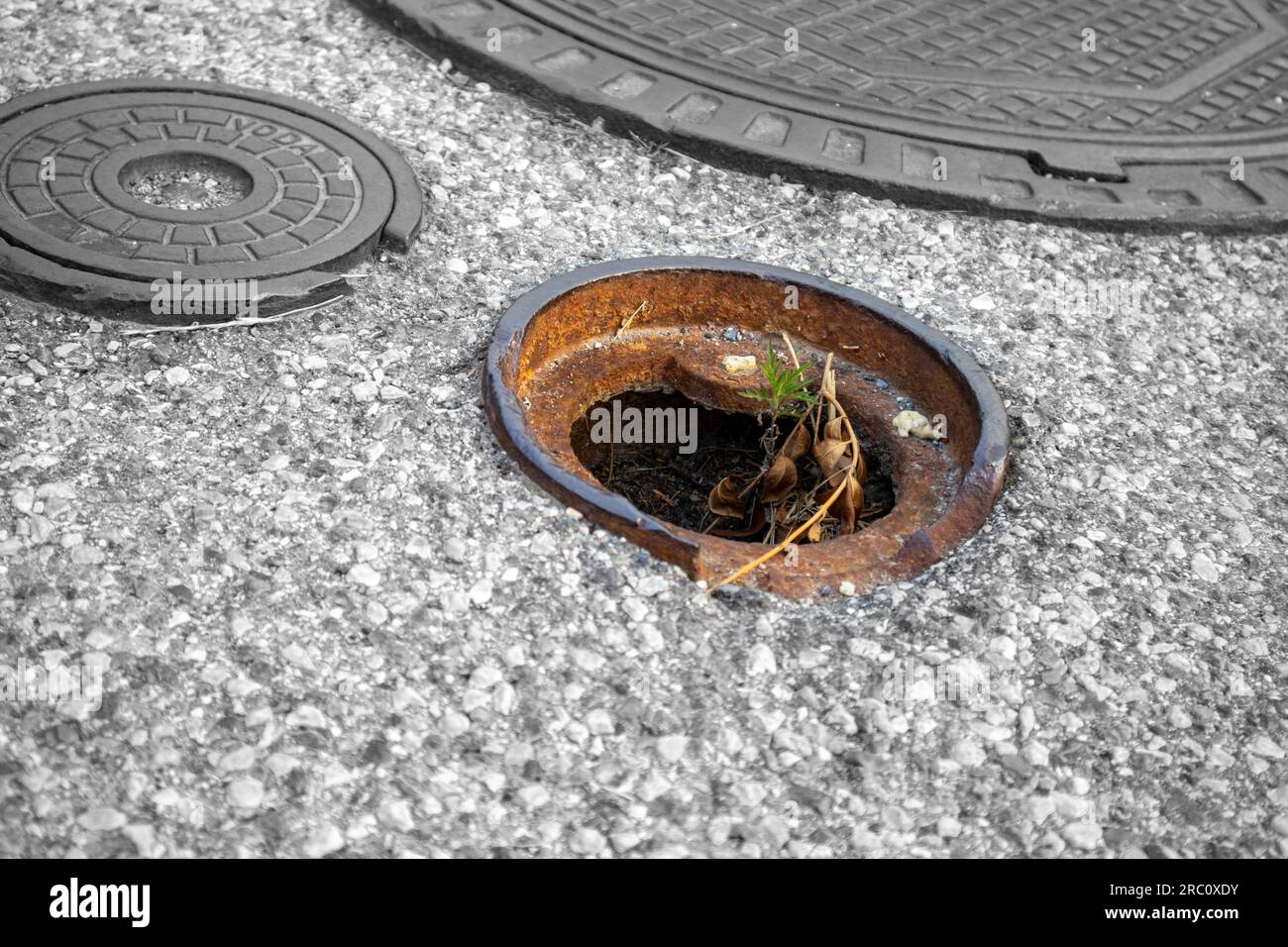 Missing water supply cover with a plant growing out of it Stock Photo ...
