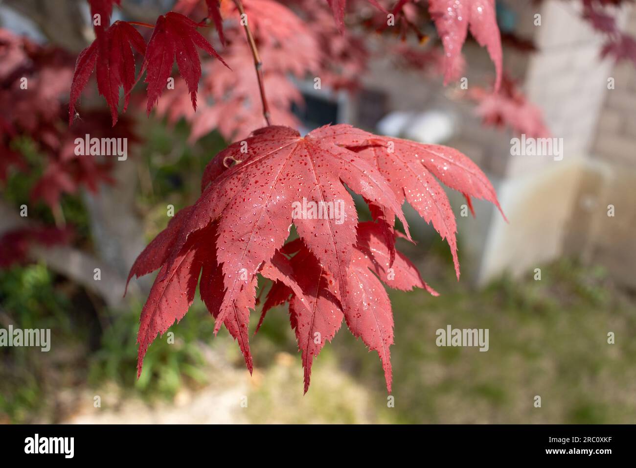 Red tree leaves foliage - nature background - blurred background. Taken ...