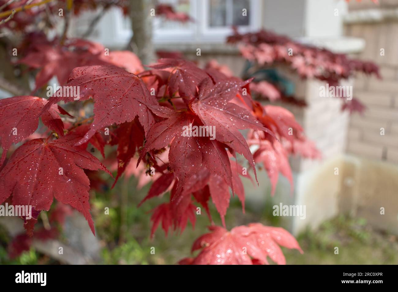 Red tree leaves foliage - nature background - blurred background. Taken ...