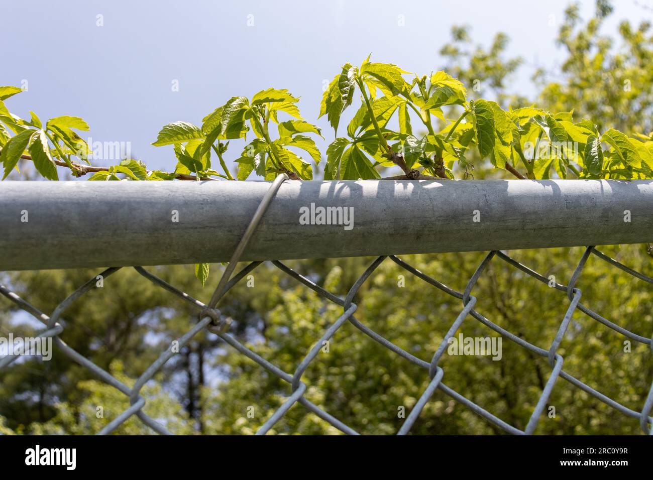 Metal fence with leaves from tree - green background. Taken in Toronto ...