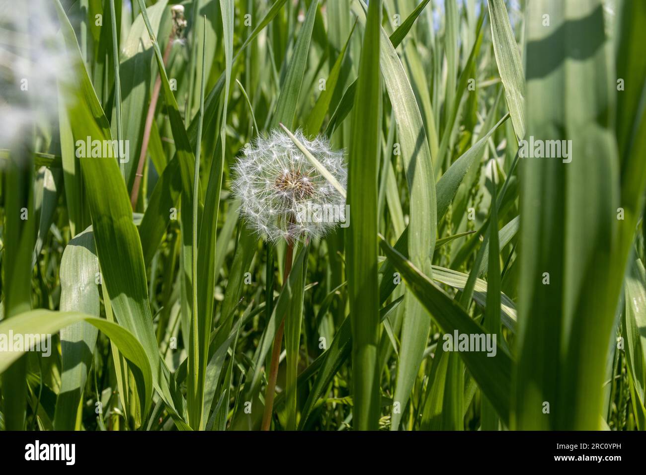 Dandelion flower seeds - large green grass blade background. Taken in ...