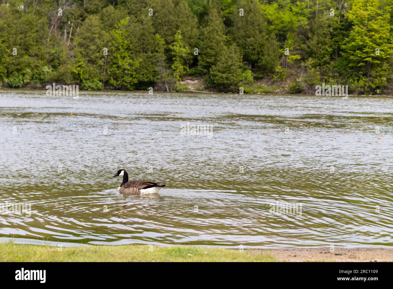 Goose swimming in lake - canadian goose - tree lake background. Taken ...