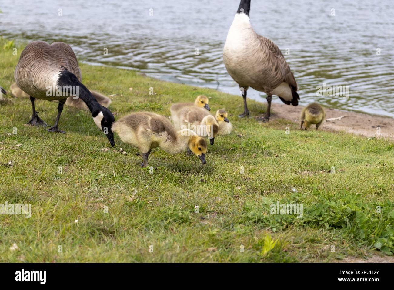 Baby geese flock - geese eating - cute canadian geese - tiny cute baby ...